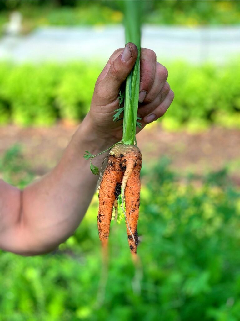 Dyrk perfekte gulerødder - Økotopen
